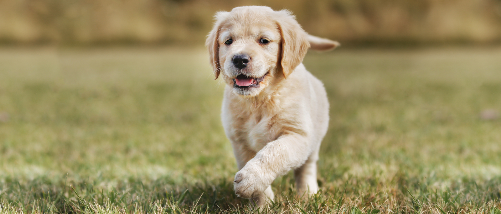 Puppy Spot Global – Trusted Puppy Breeders