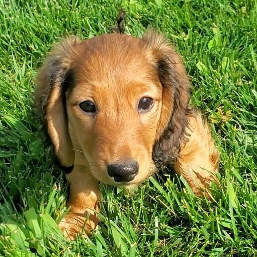 Available Puppies – Puppy Spot Global